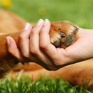 Ways to help animals