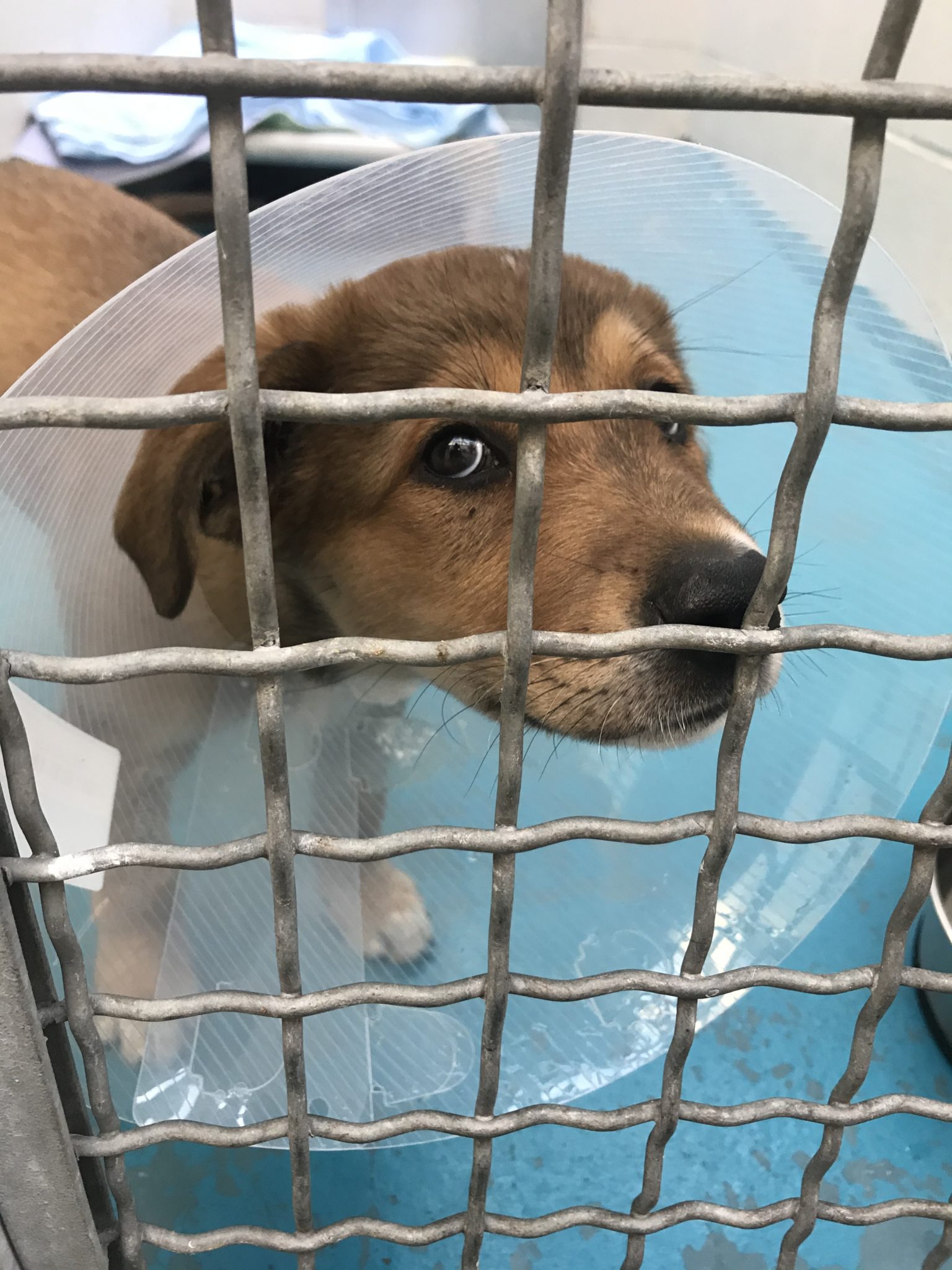 BC SPCA launches matching campaign to help vulnerable animals - BC SPCA