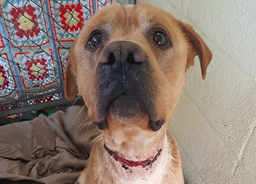 Dog found with embedded collar needs your help to heal - BC SPCA