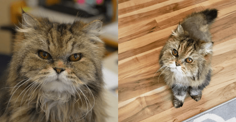 National Pet Appreciation Week: Honouring Roger the cat - BC SPCA