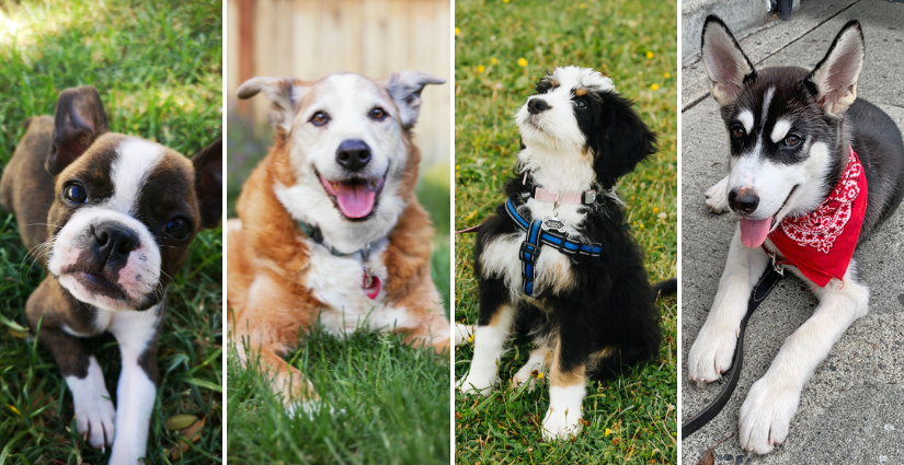 Hot weather hazards: Protecting vulnerable dogs from rising ...