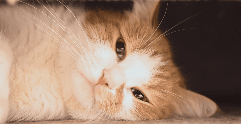 9 Signs your cat is sick