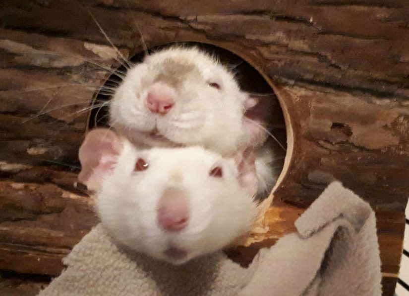 13 animal friendship photos that will melt your heart - BC SPCA