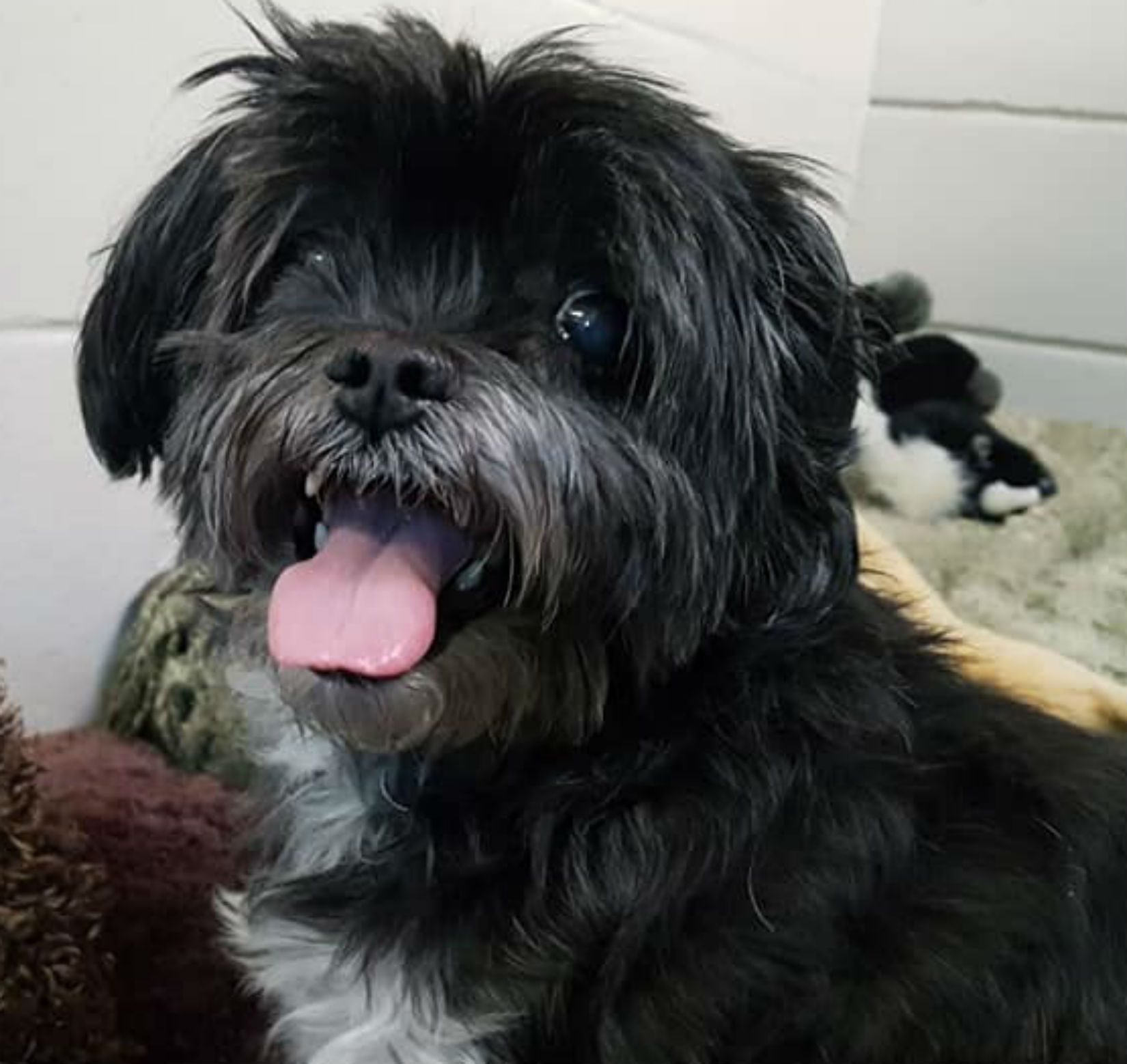 Victoria BC SPCA Branch