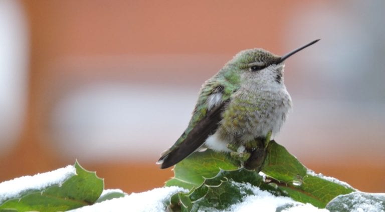 Keeping hummingbirds safe in winter - BC SPCA