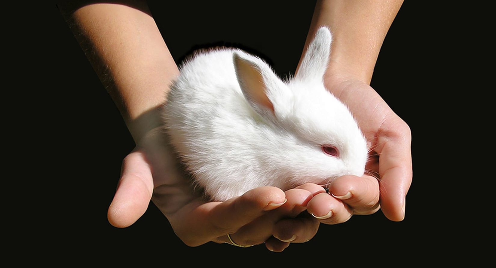 Animals in Research, Teaching and Testing