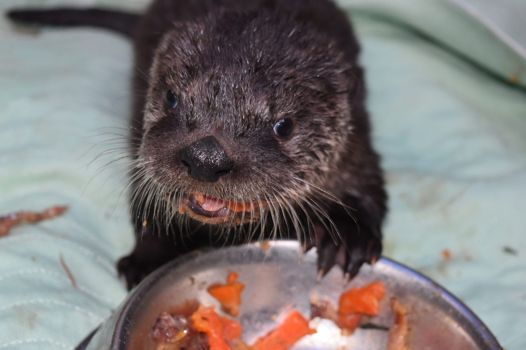 A campaign like no otter: Be there for a wild release