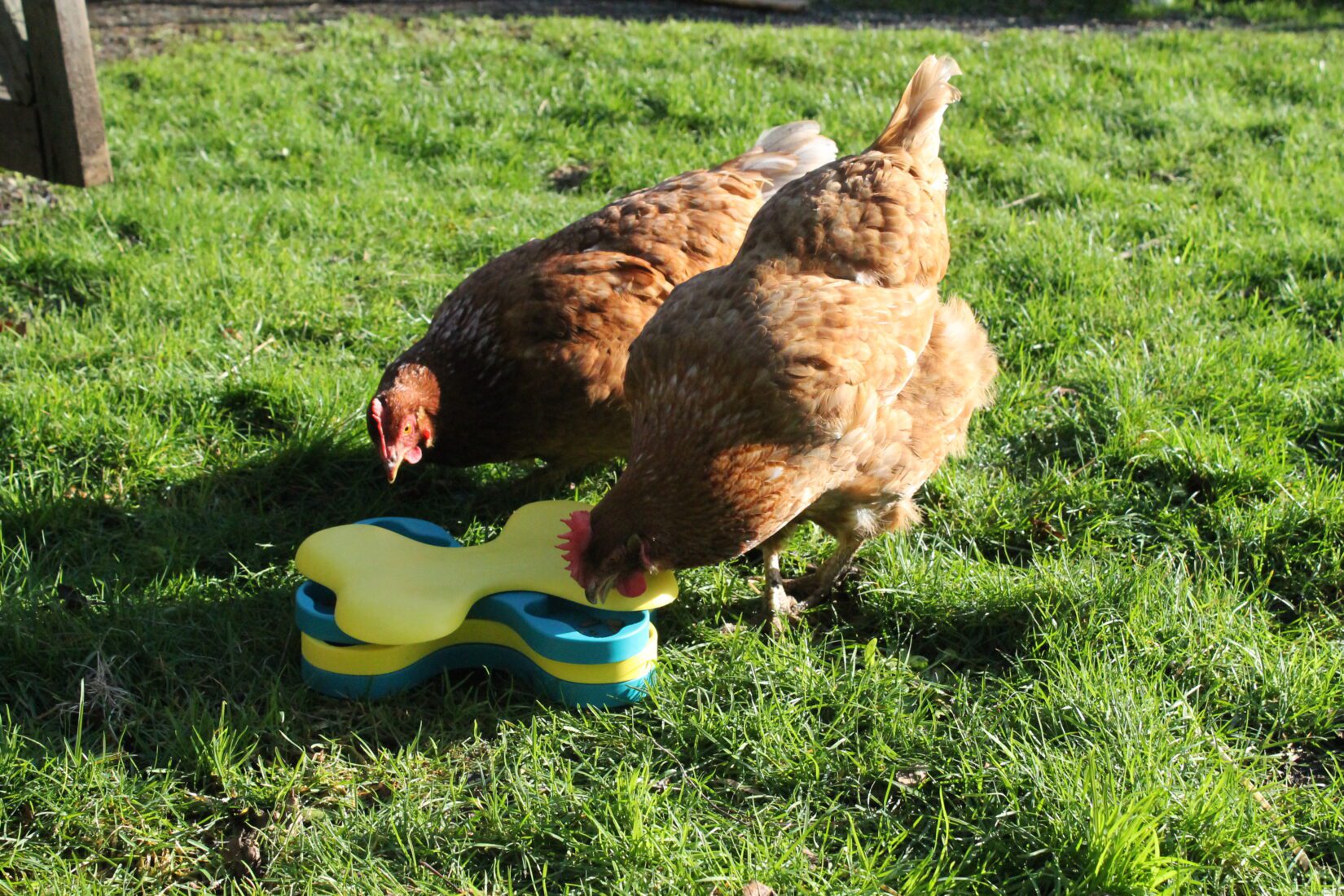 3 ways to enrich the lives of backyard chickens - BC SPCA