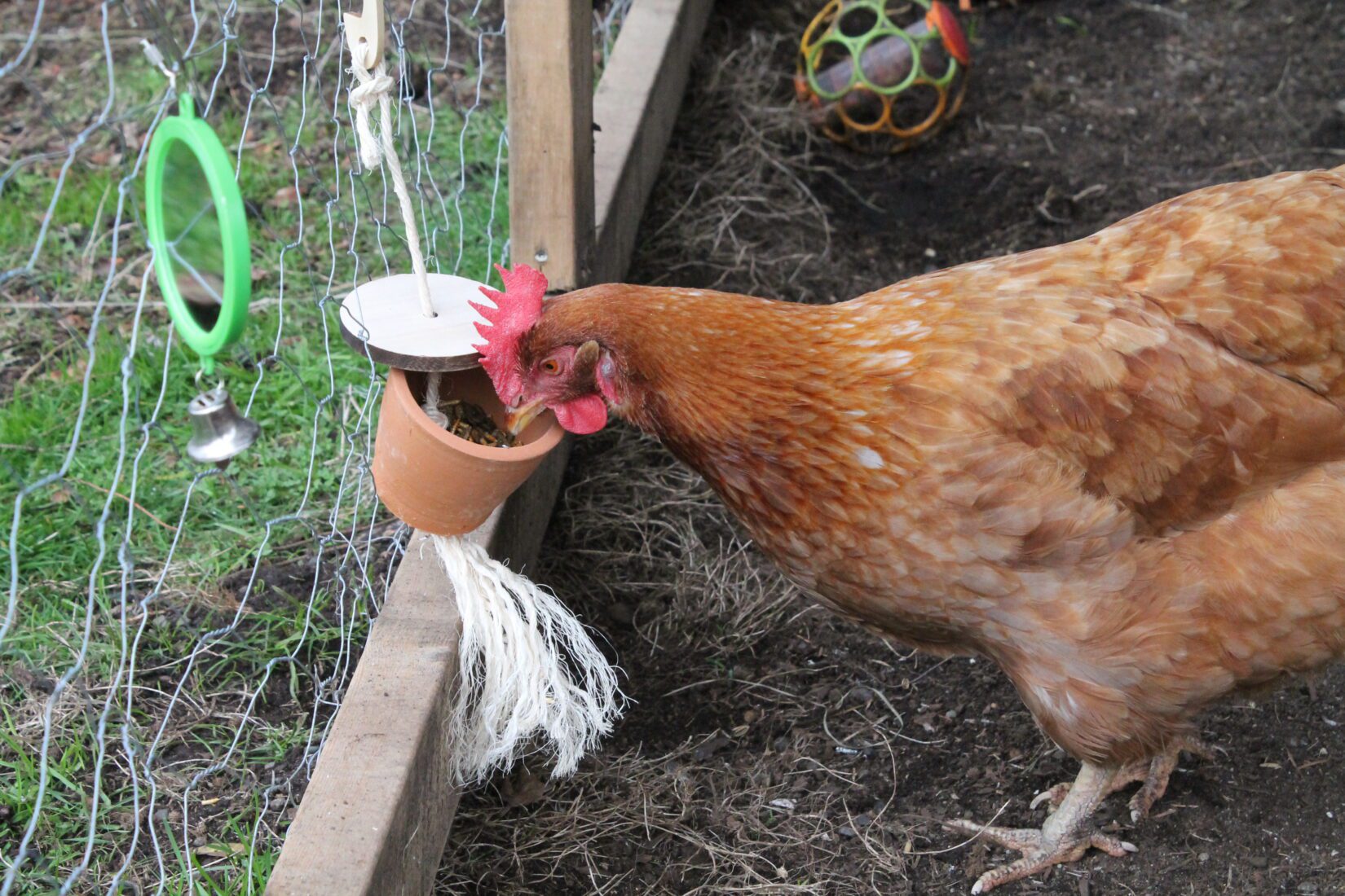3 ways to enrich the lives of backyard chickens - BC SPCA
