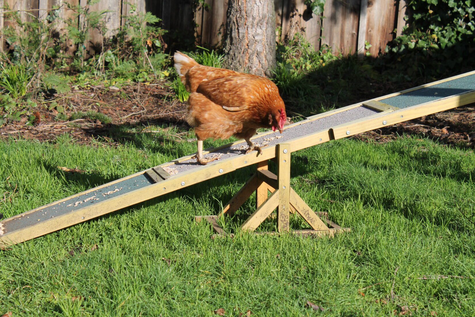 3 ways to enrich the lives of backyard chickens - BC SPCA