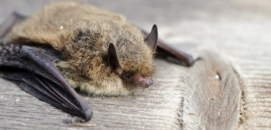 Blind as a bat? Top five bat myths busted! - BC SPCA