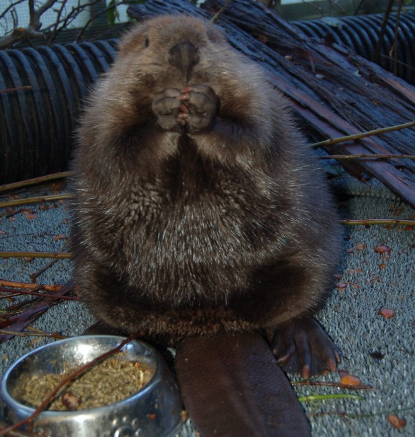 Beaver released after 2 years in care at BC SPCA's Wild ARC - BC SPCA