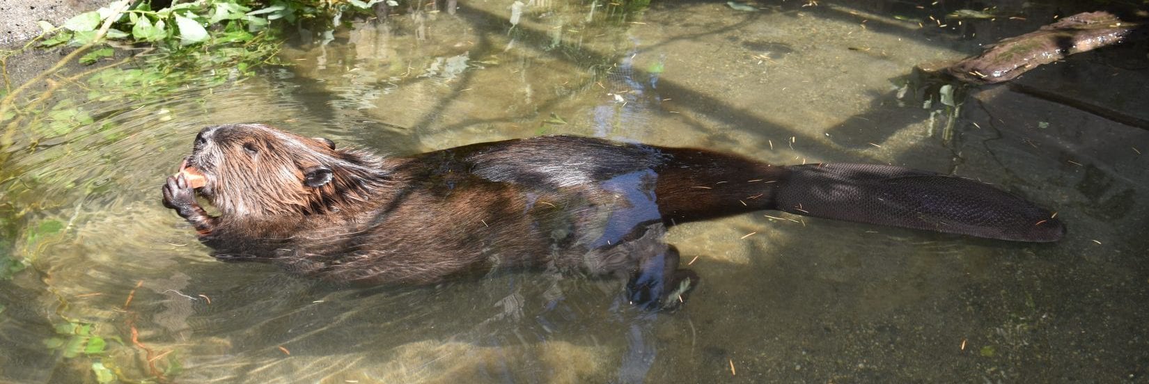 Beaver released after 2 years in care at BC SPCA's Wild ARC - BC SPCA