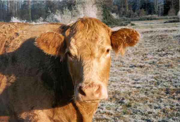 Beef cattle production in Canada