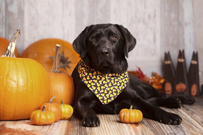 Thanksgiving safety tips for your pet - BC SPCA