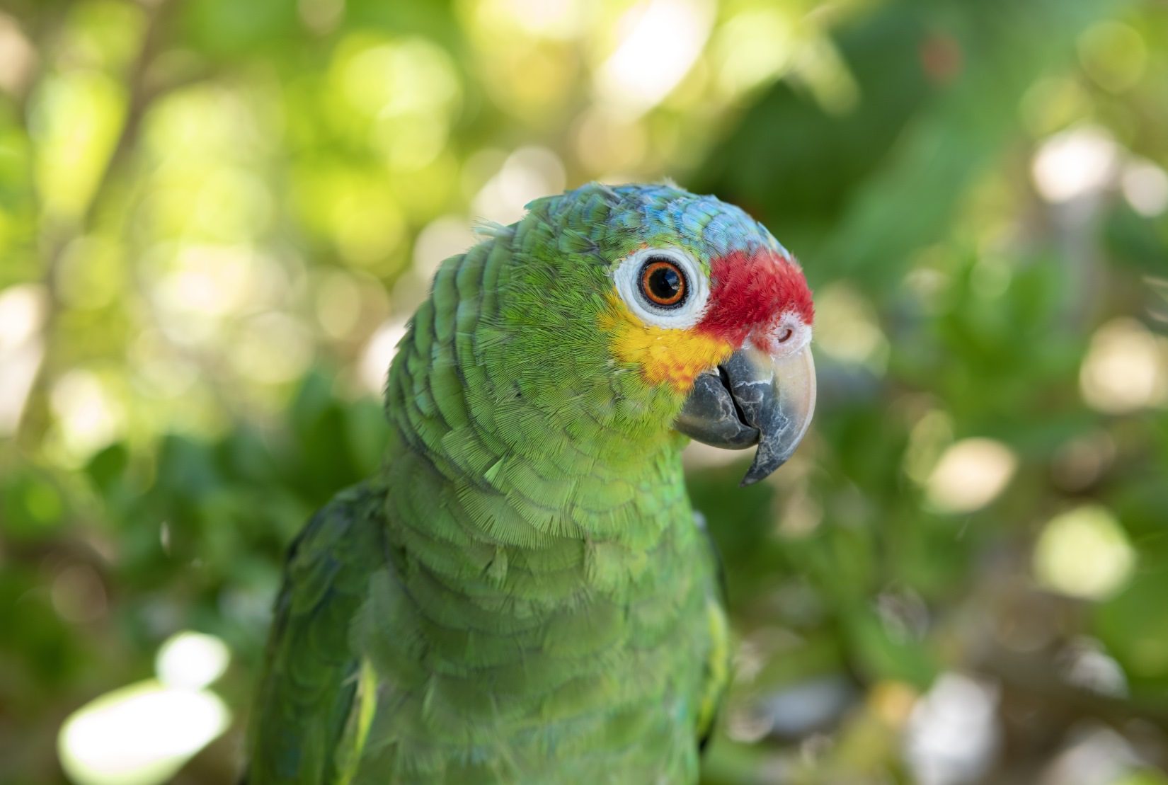 The plight of pet parrots - BC SPCA