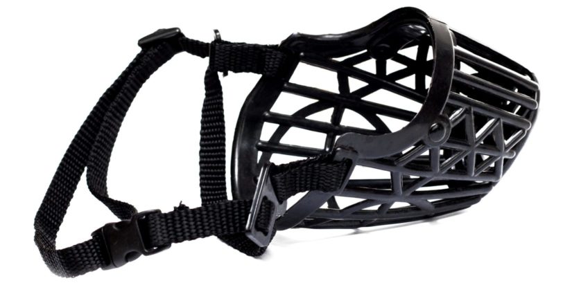 Muzzles: a modern perspective - BC SPCA