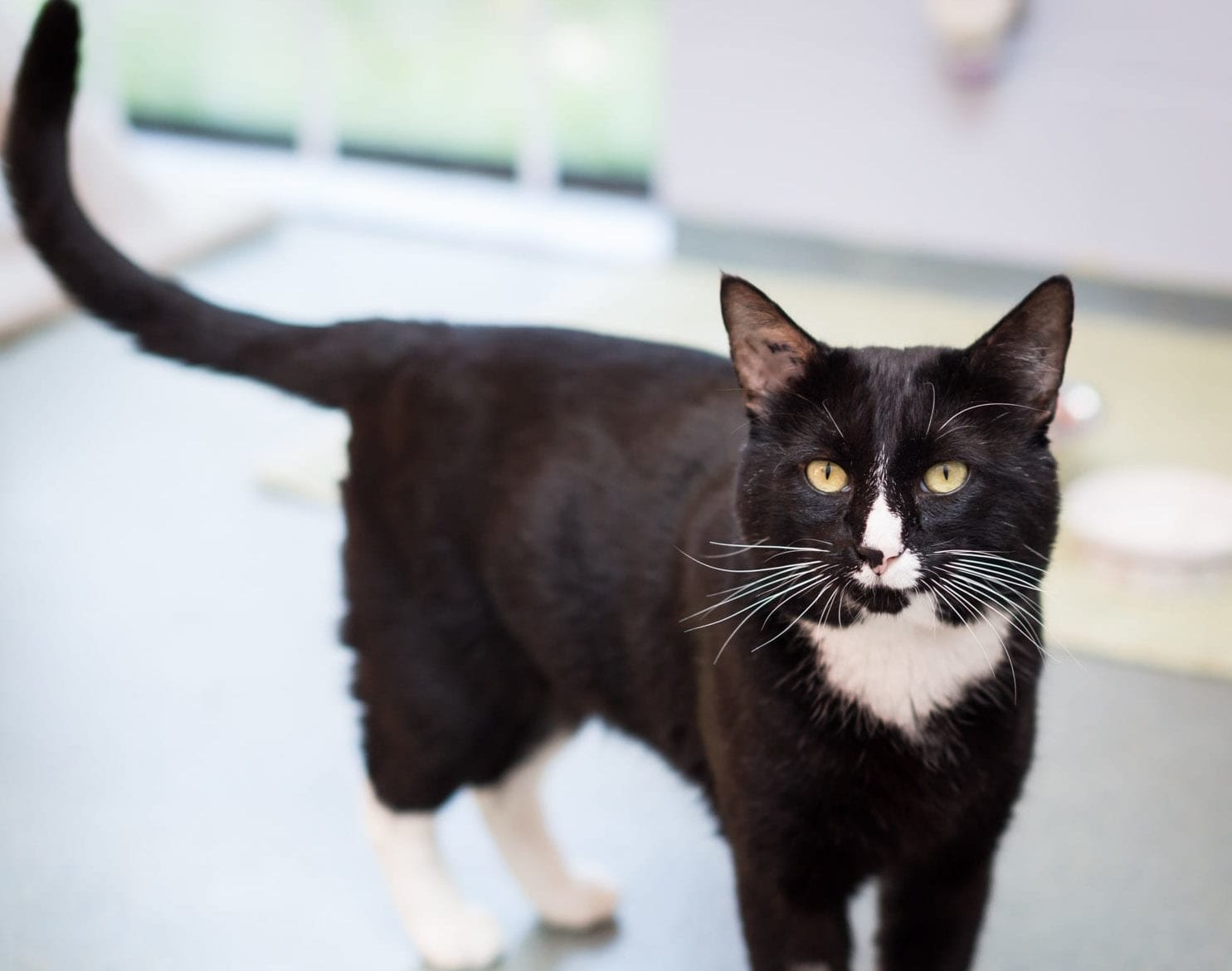 Senior animals make great pets