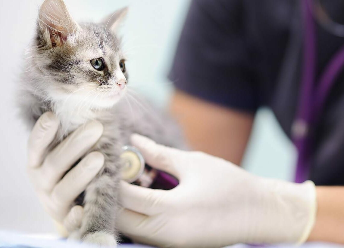 BC SPCA applauds B.C. government’s announcement on veterinary student funding - BC SPCA