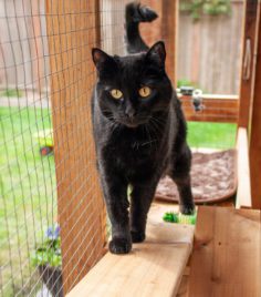 How to create a catio-friendly outdoor tunnel that your cat will love ...