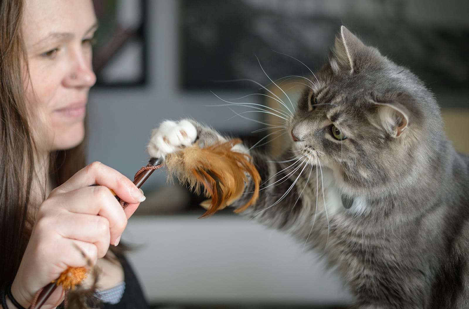 Keeping your kitty happy: How cat enrichment helps felines stay healthy