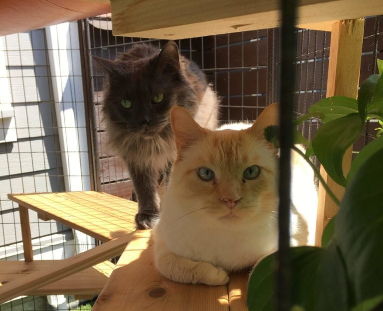 Why you should build a catio for your cat this summer | BC SPCA Why you should build a catio for your cat this summer | BC SPCA
