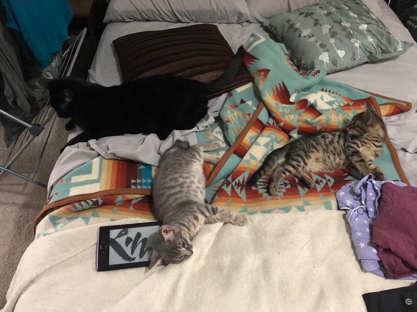 Foster father Wesley teaches kittens how to cat - BC SPCA