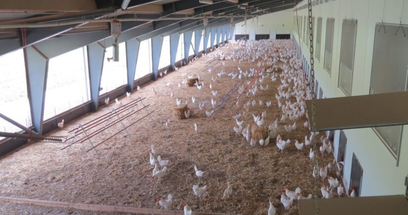 Life for animals on organic farms now even better - BC SPCA