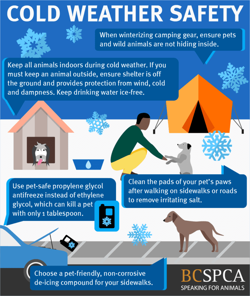 How to keep your pets safe in colder weather conditions - BC SPCA