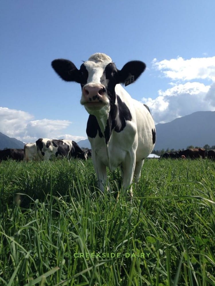 Brush up on cattle grooming - BC SPCA