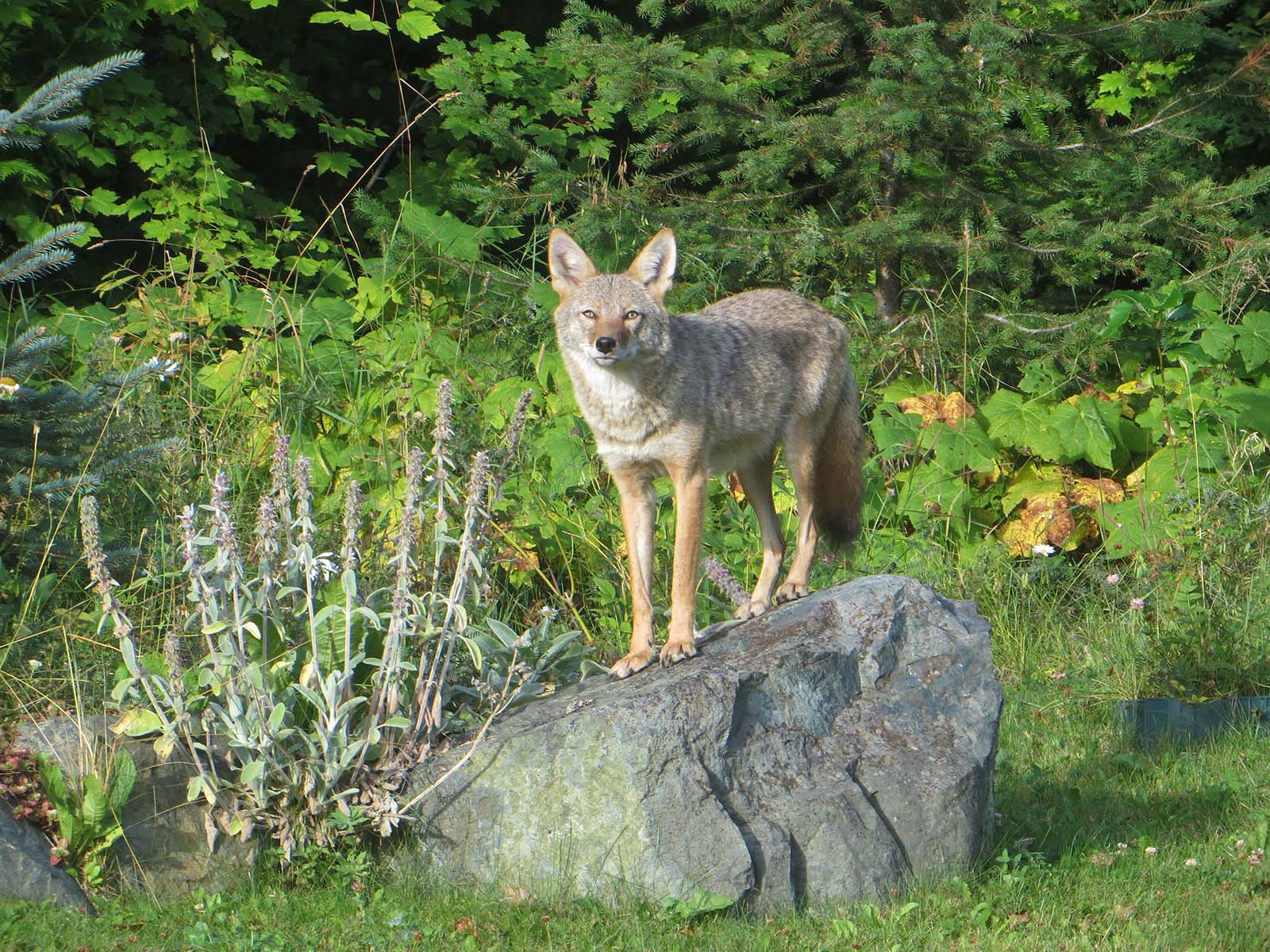 What to do if you see a coyote - BC SPCA