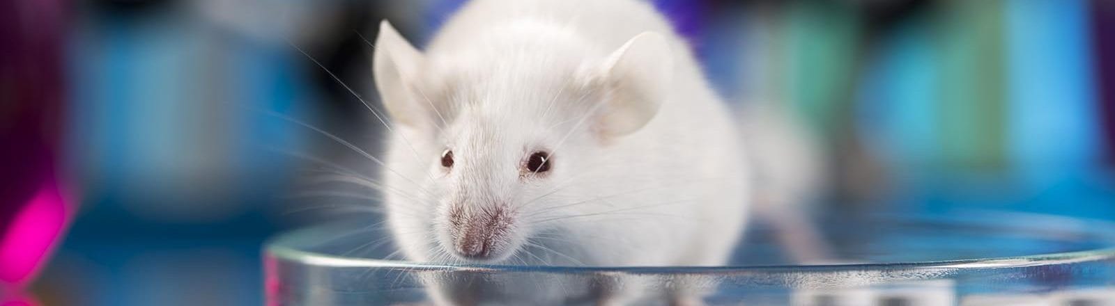 Animals in Research, Teaching and Testing