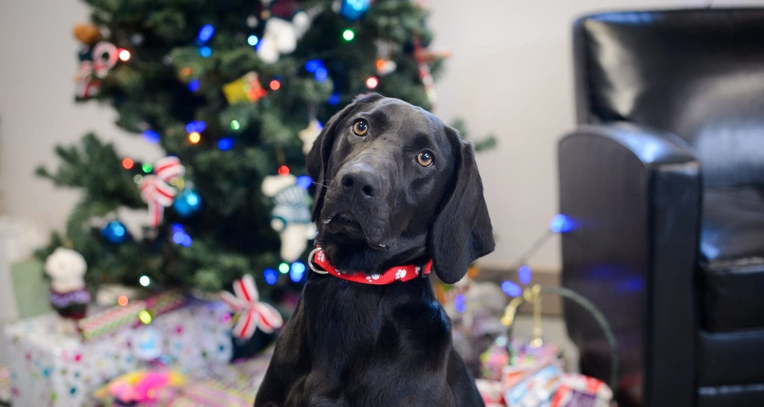 Keep a pet-safe home for the holidays - BC SPCA