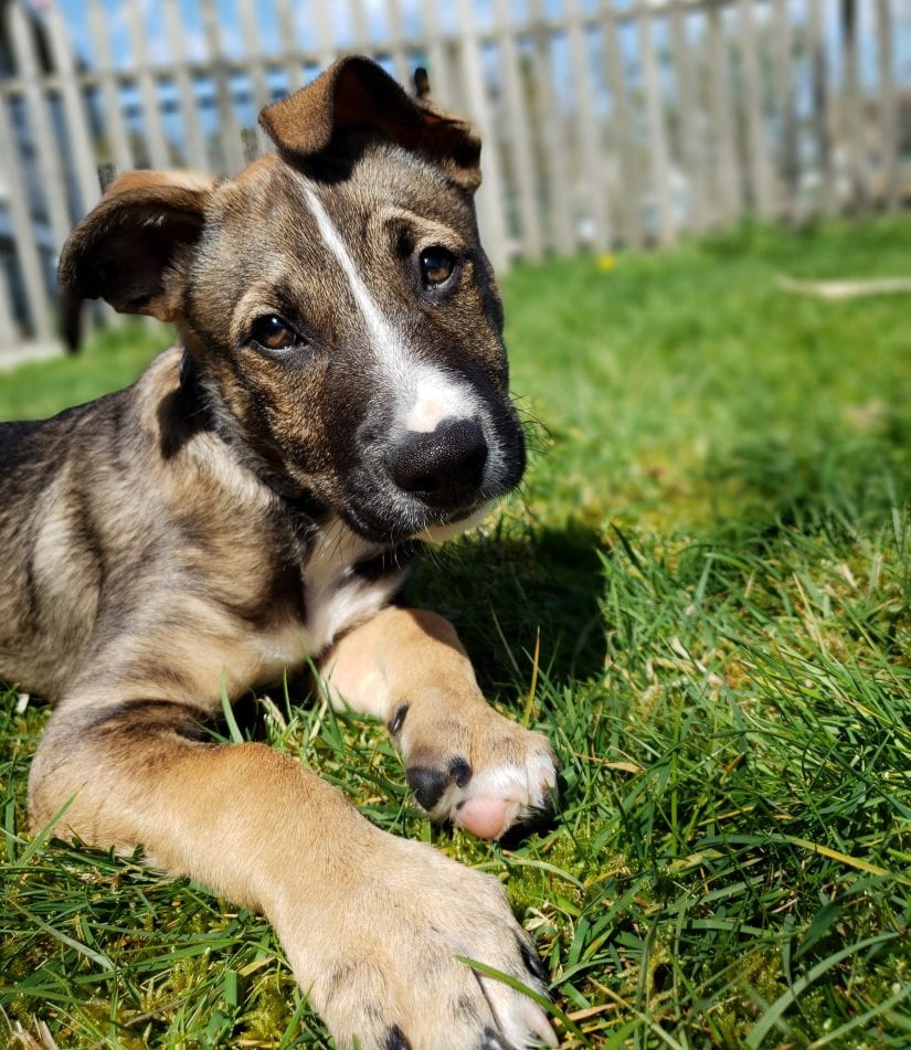 How Do You Bond With A New Rescue Dog