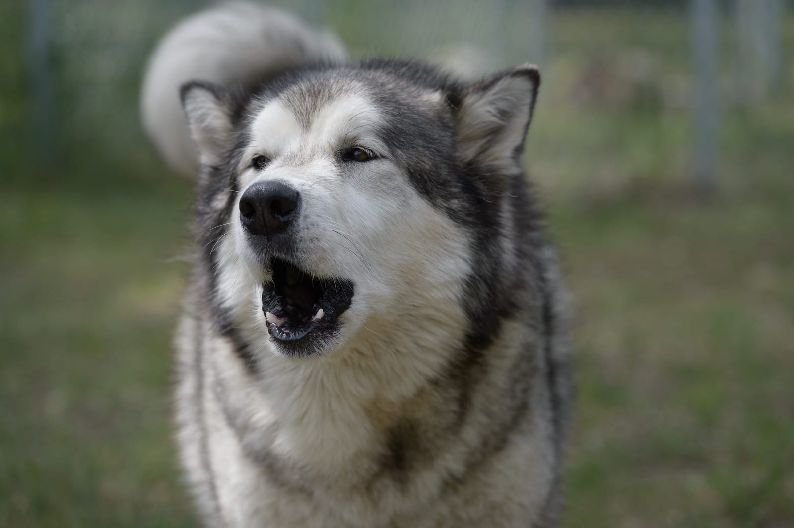 Important update: BC SPCA calls for ban on dog debarking - BC SPCA