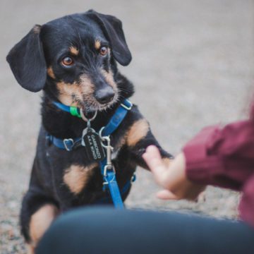 Dog adoption - BC SPCA