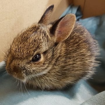 BC SPCA Wild Animal Rehabilitation Centre