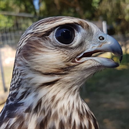 Position Statement on Falconry - BC SPCA