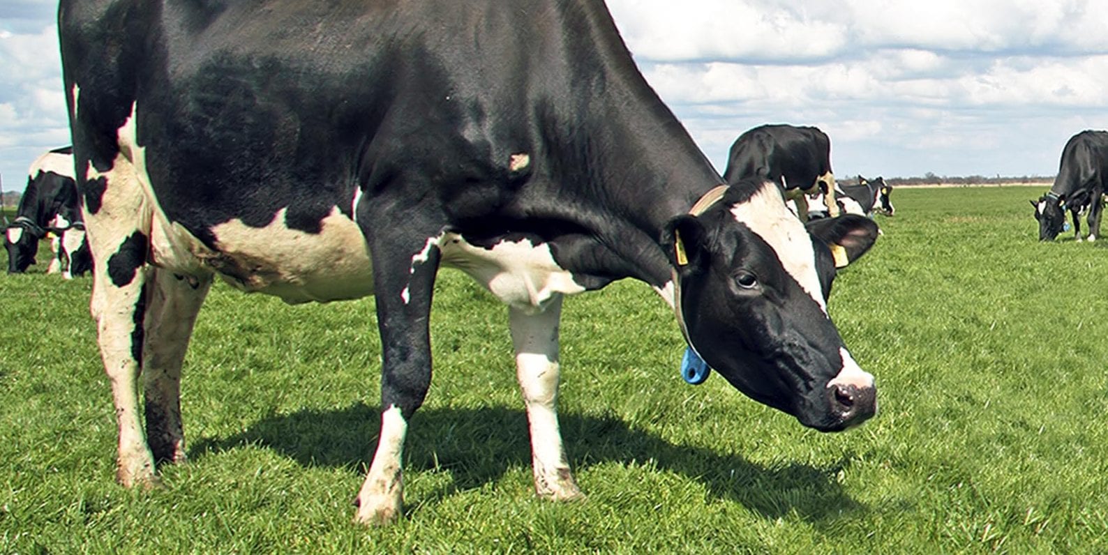 Animal cruelty help topics - BC SPCA