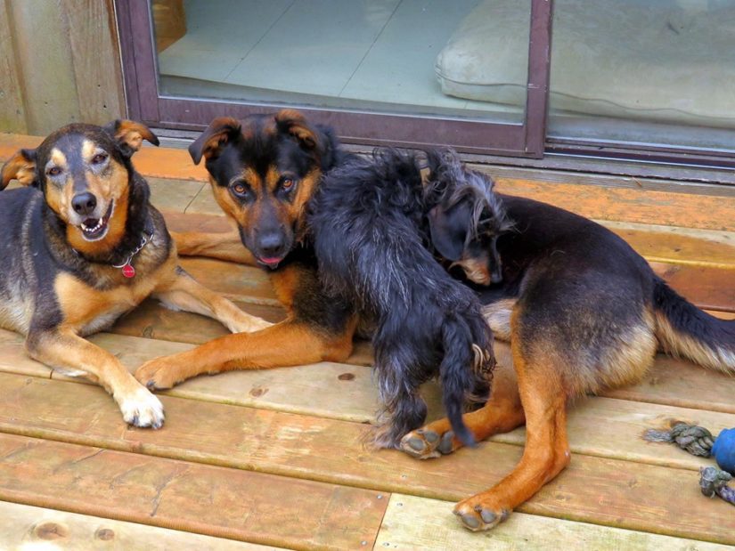 13 animal friendship photos that will melt your heart - BC SPCA