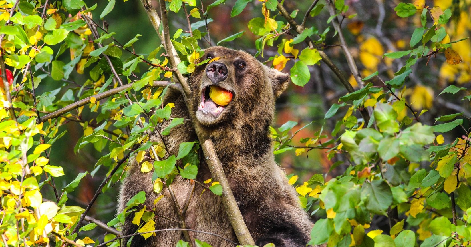 Keep wild neighbours at bay by being bear-aware - BC SPCA
