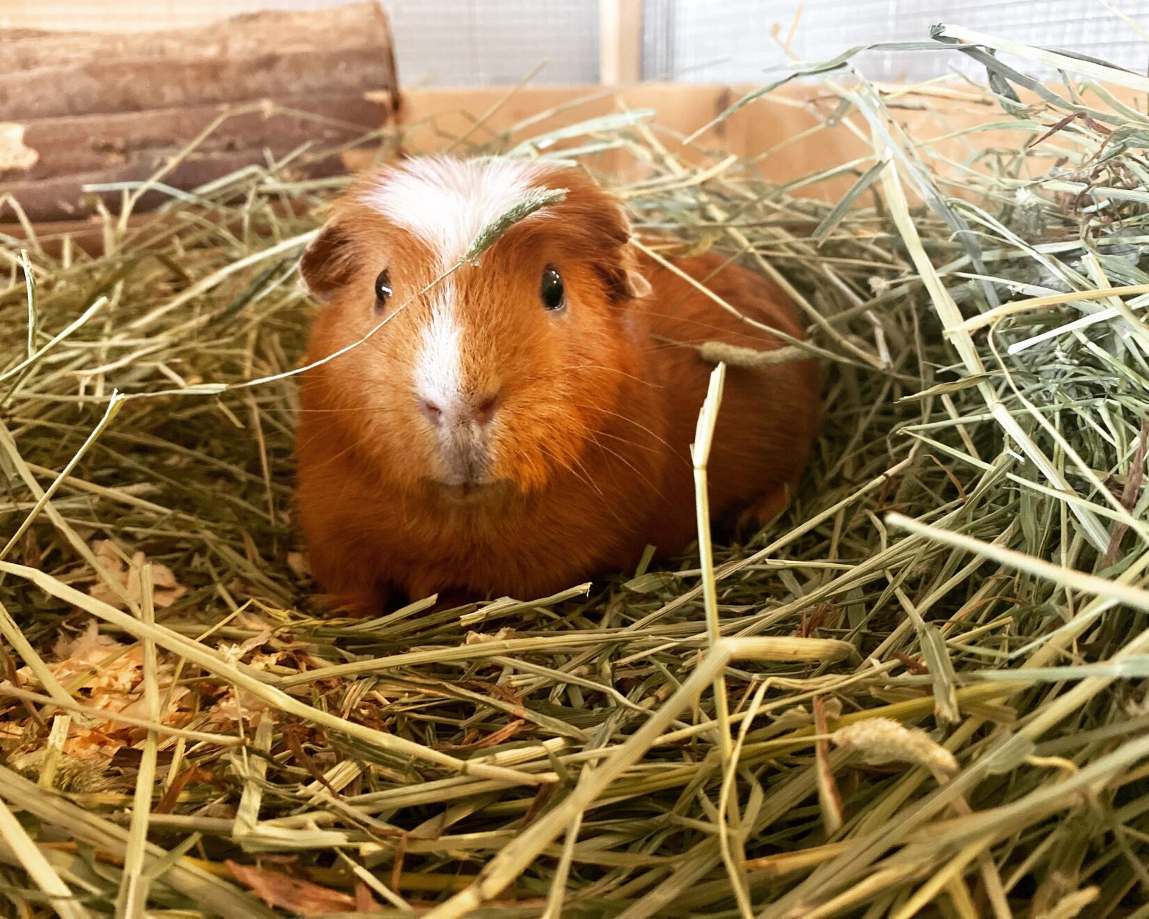 10 Spooky Pet Disguises - BC SPCA