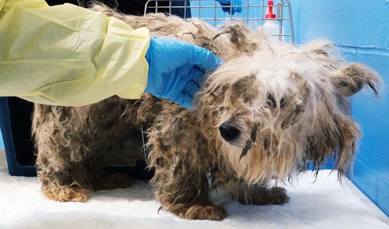 BC SPCA rescues 45 Havanese dogs on Vancouver Island - BC SPCA