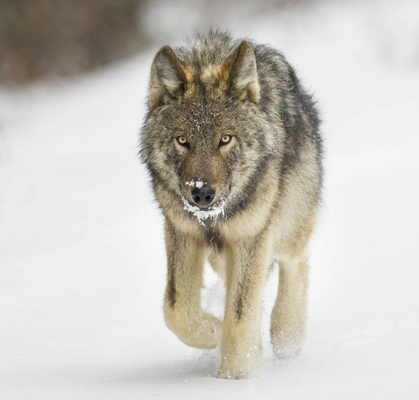 Compassionate Conservation