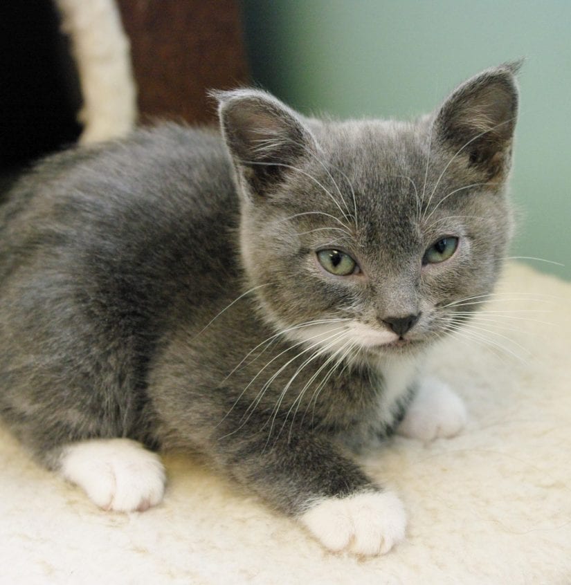 Twist (aka Oscar-Tyrone) - BC SPCA