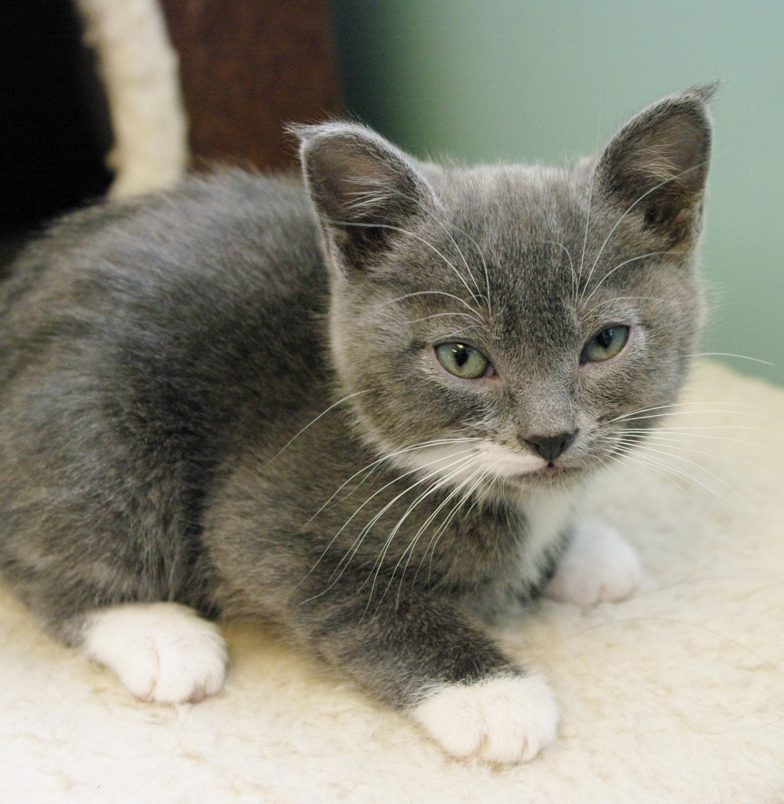 Twist (aka Oscar-Tyrone) - BC SPCA