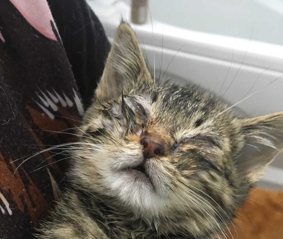 Fragile kittens rescued from feral colony need your help to heal - BC SPCA