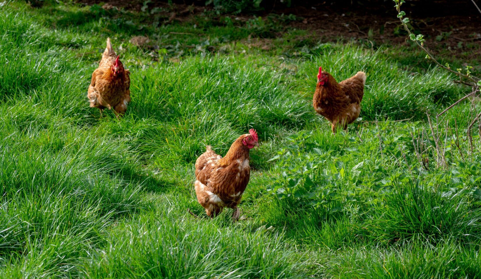 Thinking of keeping backyard chickens? - BC SPCA