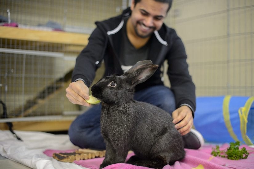 Why spay/neuter is important for rabbits - BC SPCA