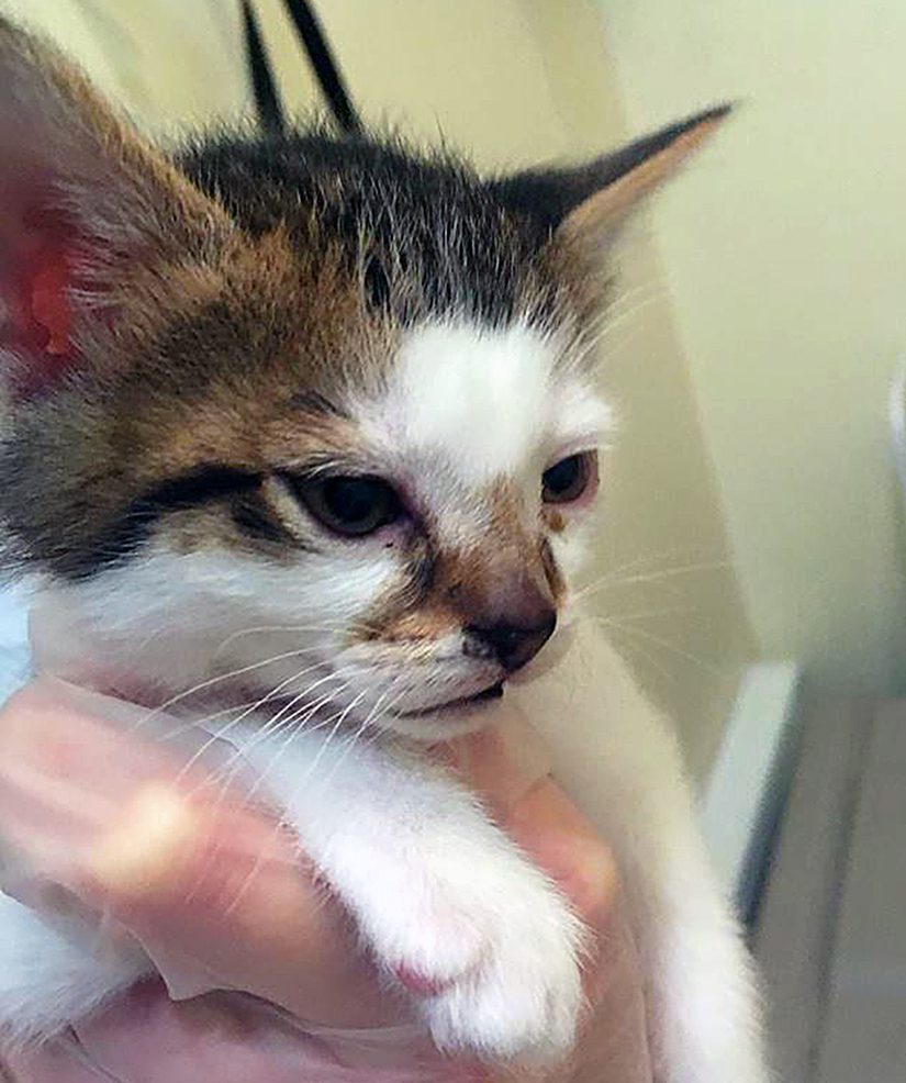 You can help this kitten get the care he needs - BC SPCA